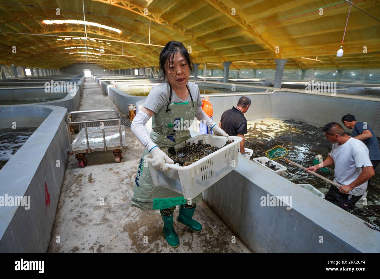 Luannan County, China - September 21, 2022: Workers are catching ...