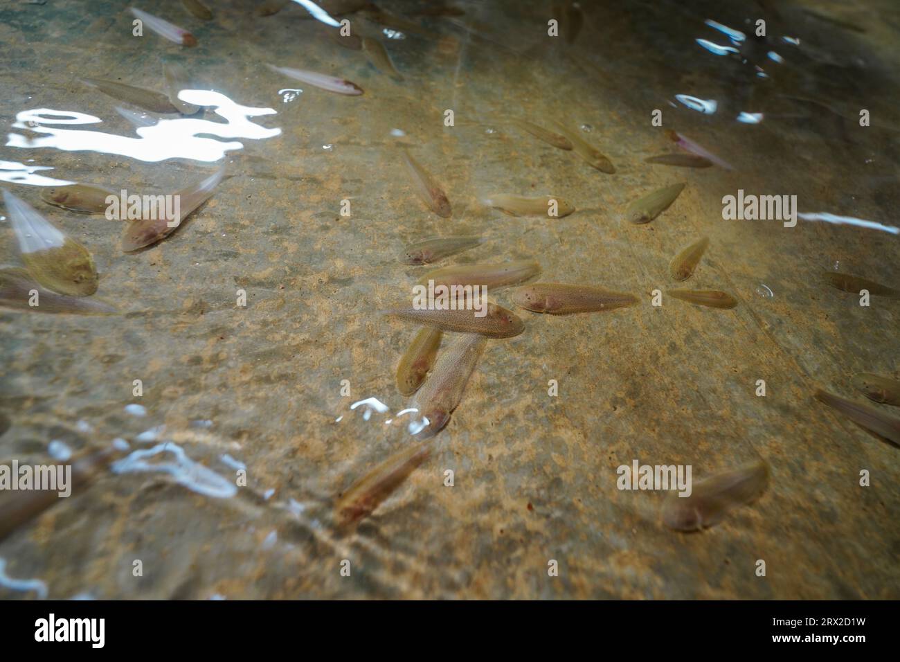 Tongue sole fry swim at the bottom of the aquaculture pond. In an ...