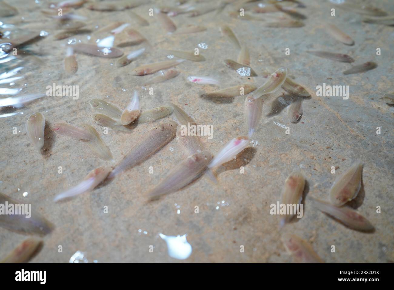 Tongue sole fry swim at the bottom of the aquaculture pond. In an ...