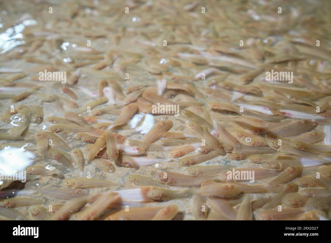 Tongue sole fry swim at the bottom of the aquaculture pond. In an ...