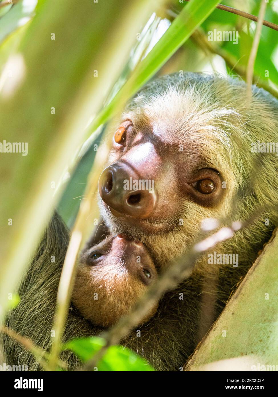 An adult mother and her young Hoffmann's two-toed sloth (Choloepus ...