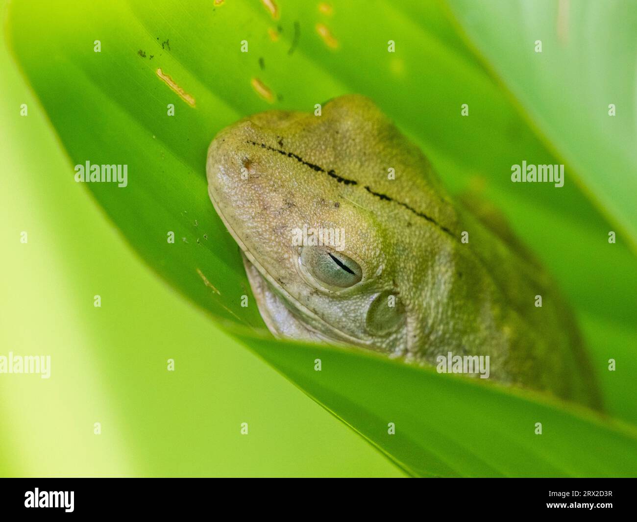 An adult Rosenberg's gladiator treefrog (Hypsiboas rosenbergi) in a leaf during the day, Rio ...