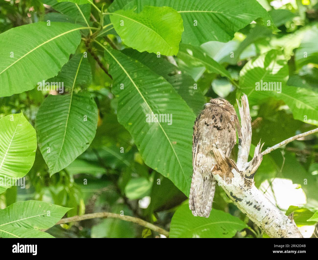 An adult common potoo (Nyctibius griseus) sleeping during the day at ...