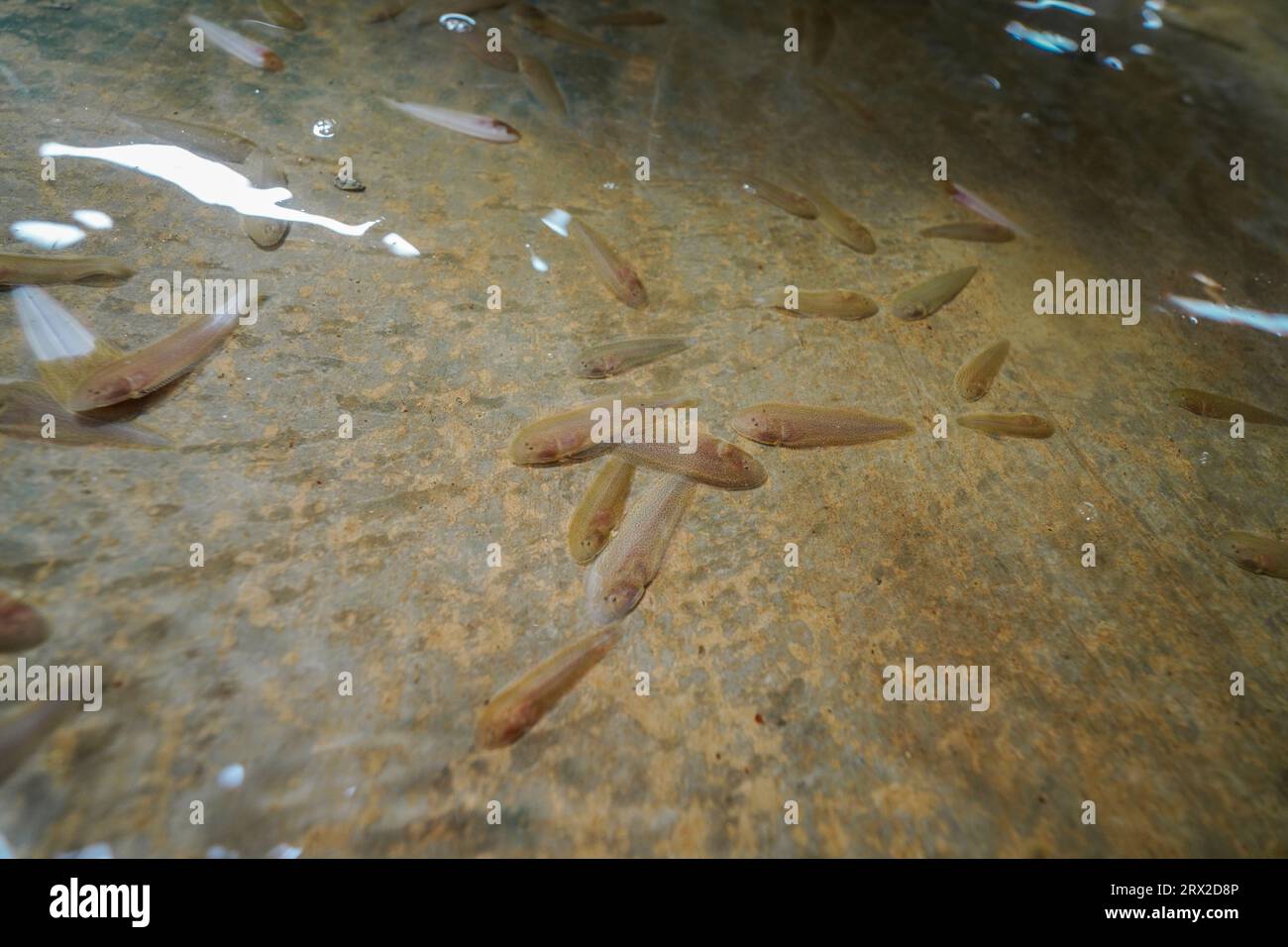 Tongue sole fry swim at the bottom of the aquaculture pond. In an ...