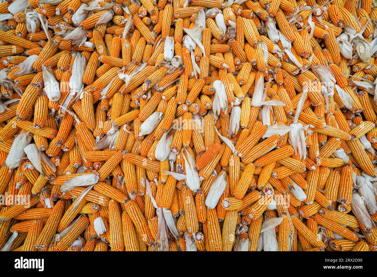 Corn piled up hi-res stock photography and images - Alamy