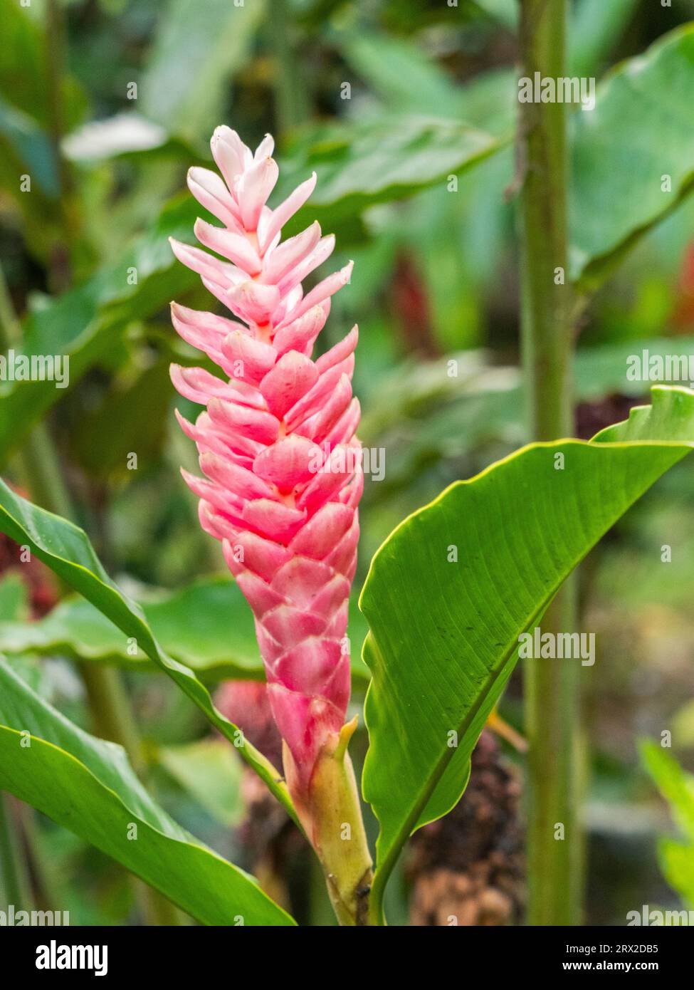 Red ginger (Alpinia purpurata) growing in the rainforest at Playa ...