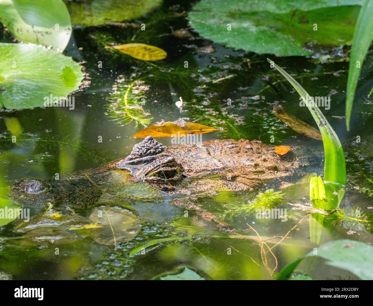 An adult spectacled caiman (Caiman crocodilus) in a fresh water pond ...