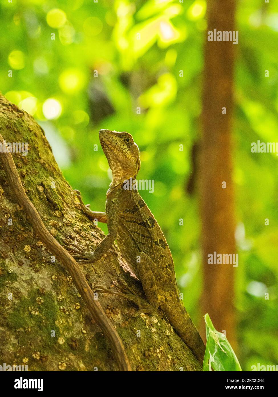 A juvenile male common basilisk (Basiliscus basiliscus) on a tree next ...