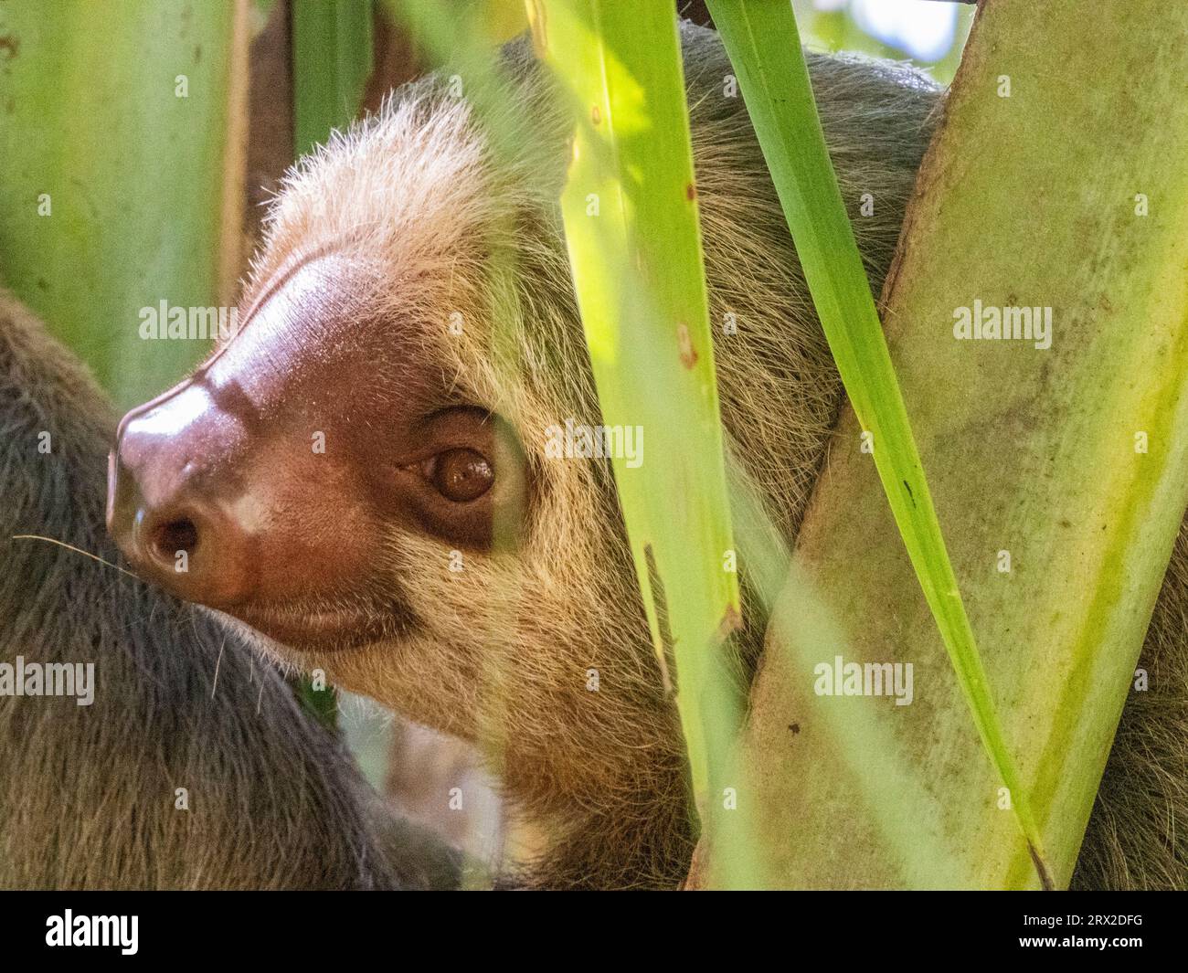 An adult mother Hoffmann's two-toed sloth (Choloepus hoffmanni) in a ...