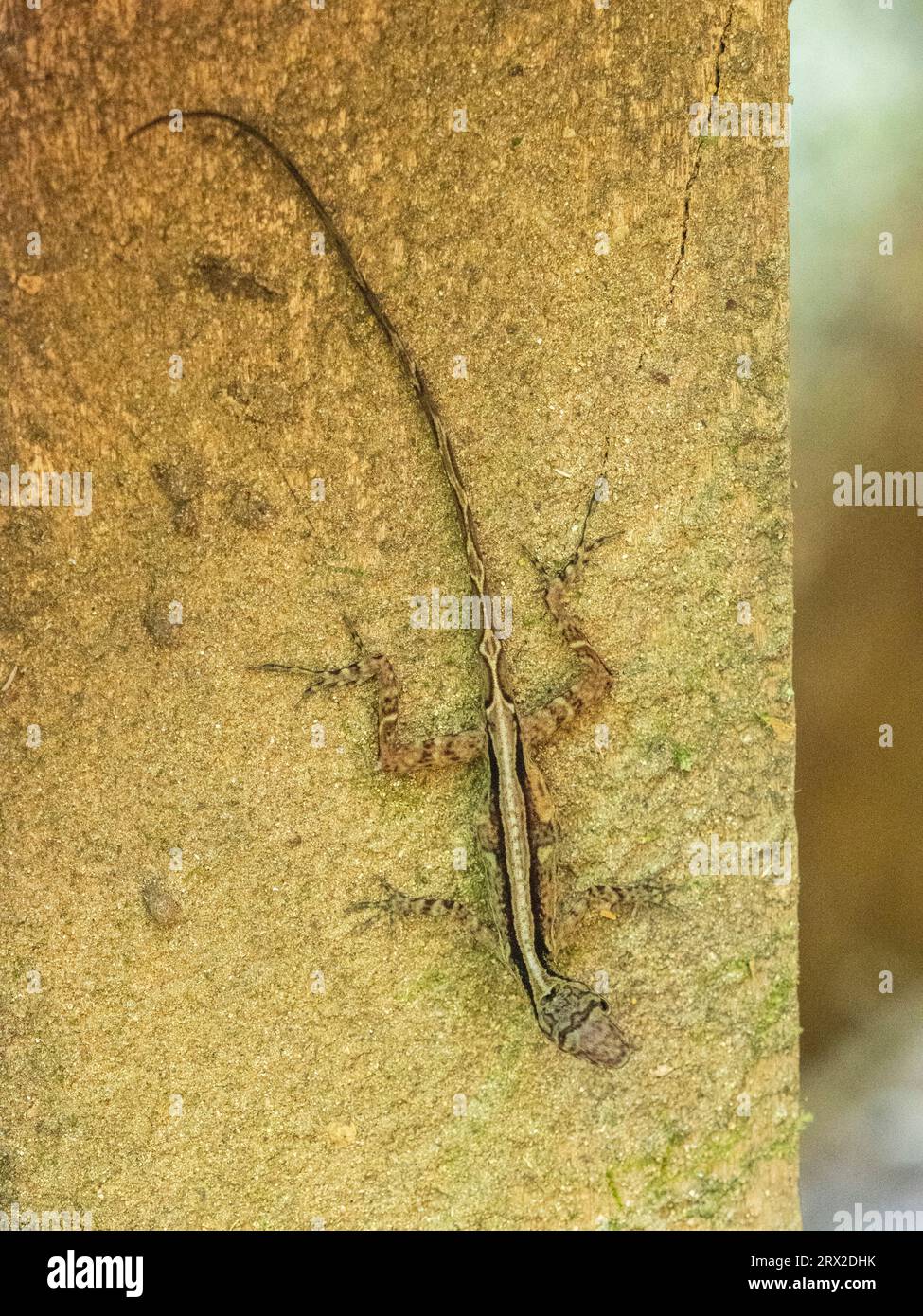 An adult Osa Anole (Anolis osa) during the day, Osa Peninsula, Costa ...