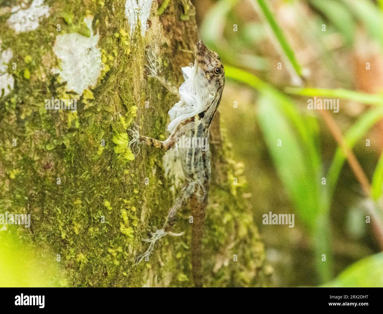 An adult border anole (Anolis limifrons) shedding its skin in a tree at ...