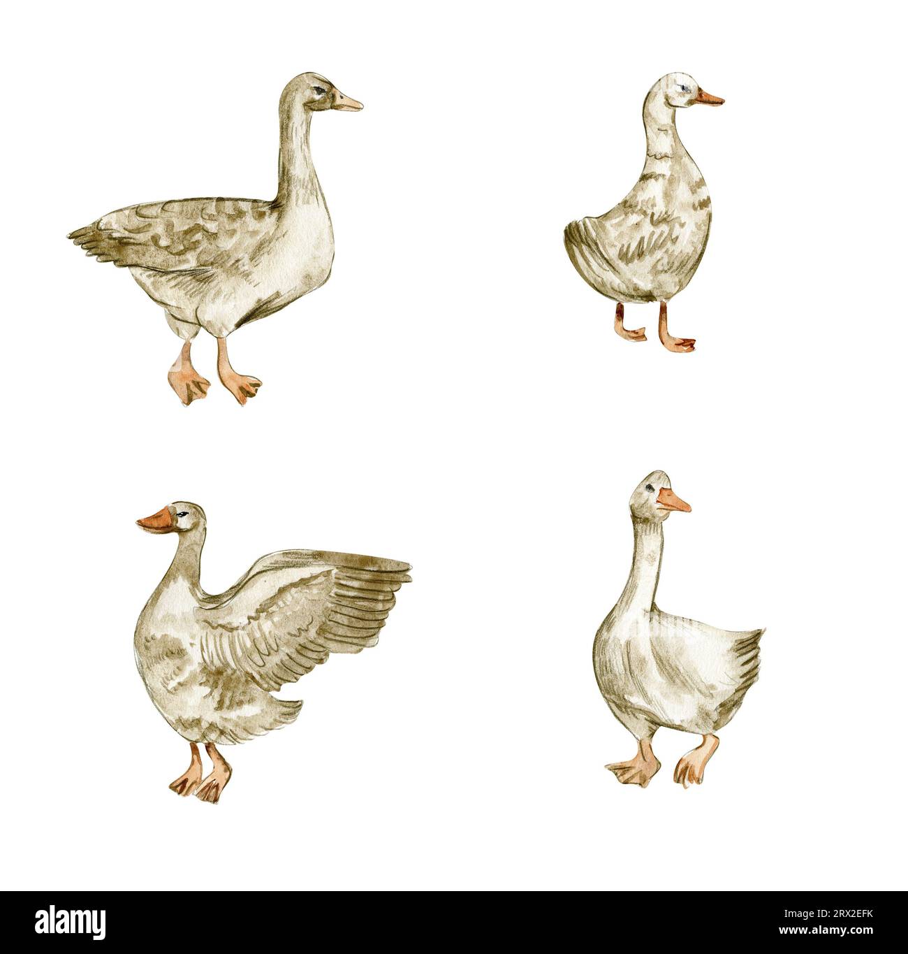 Watercolor hand drawn goose . Watercolor illustration of farm animal ...