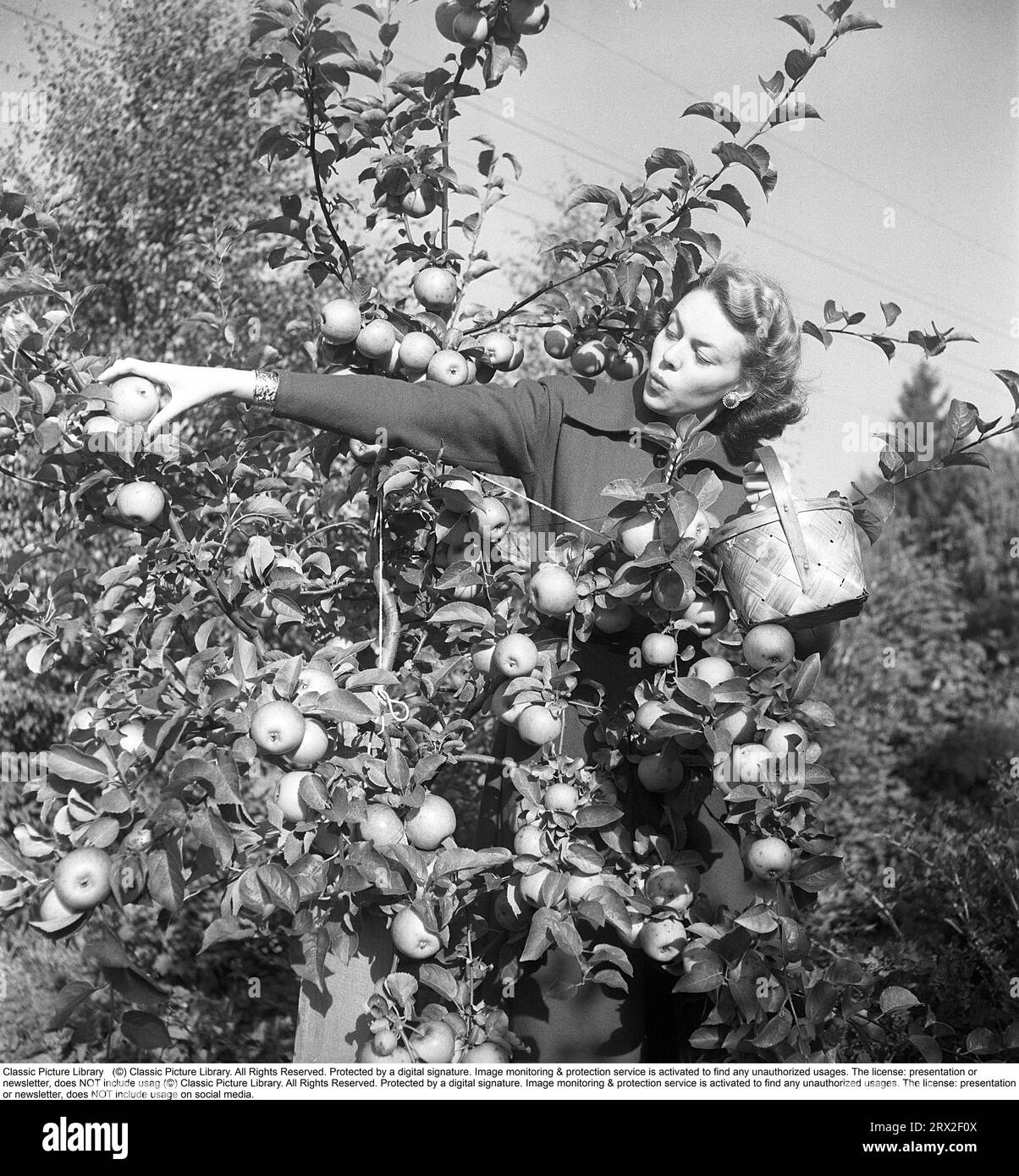 The apple tree in the 1940s. The young fashion model and actress Haide ...