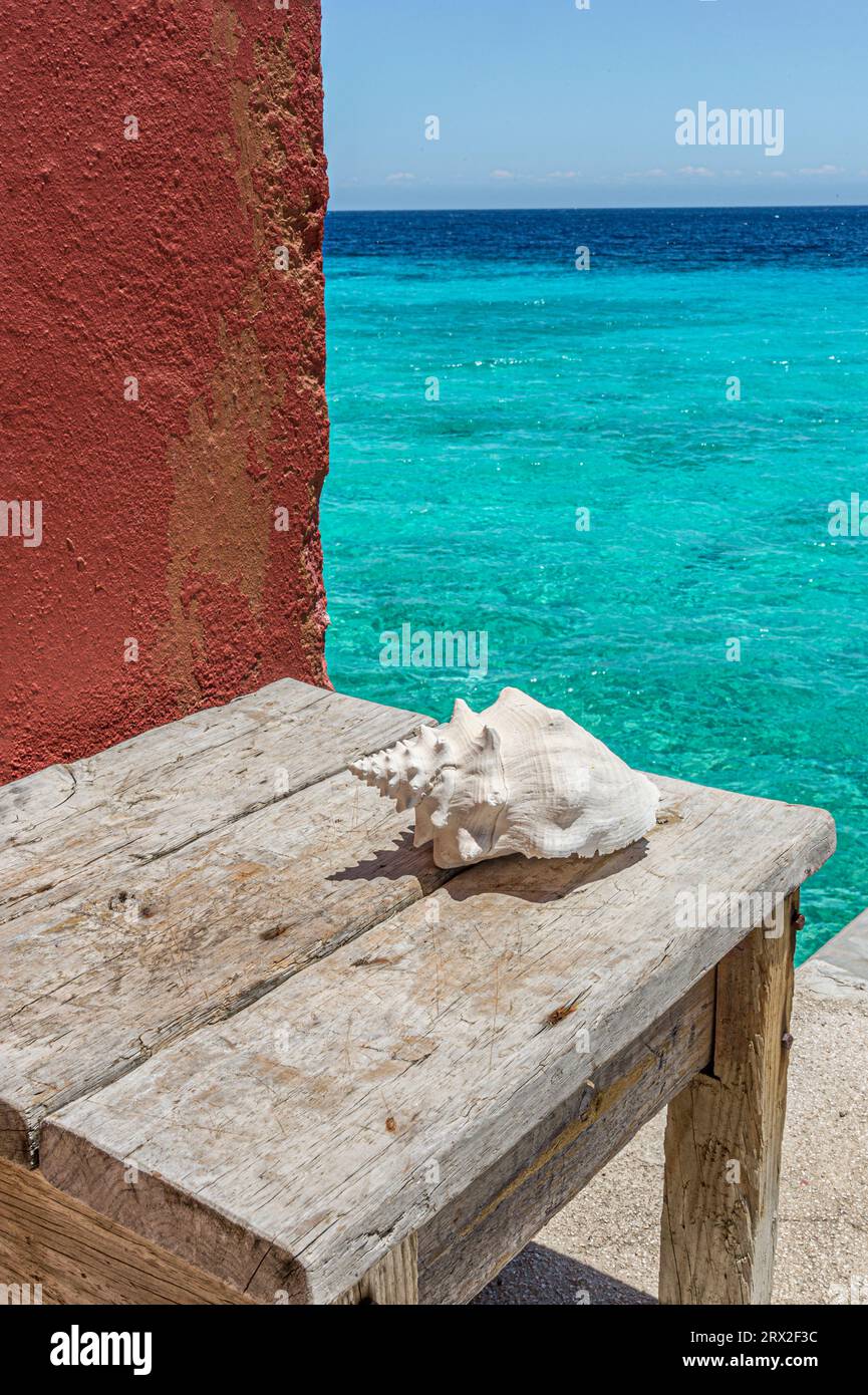 Bleached shell on weathered table, Curacao, Netherland Antilles ...