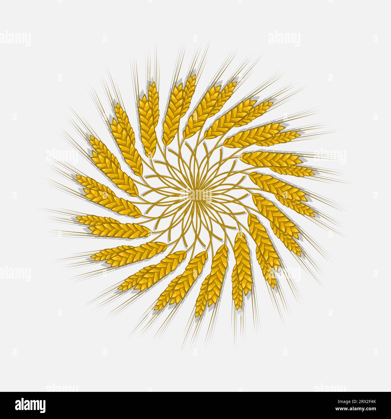 Ears of wheat, barley or rye are woven into one bundle. Vector ...