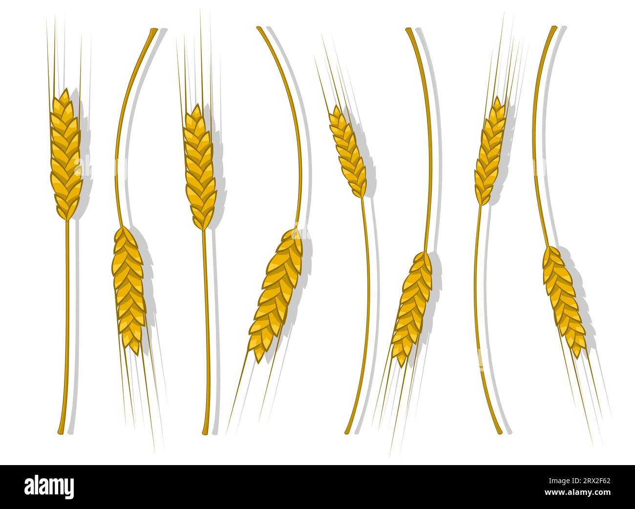 Barley oat crops growing Cut Out Stock Images & Pictures - Alamy