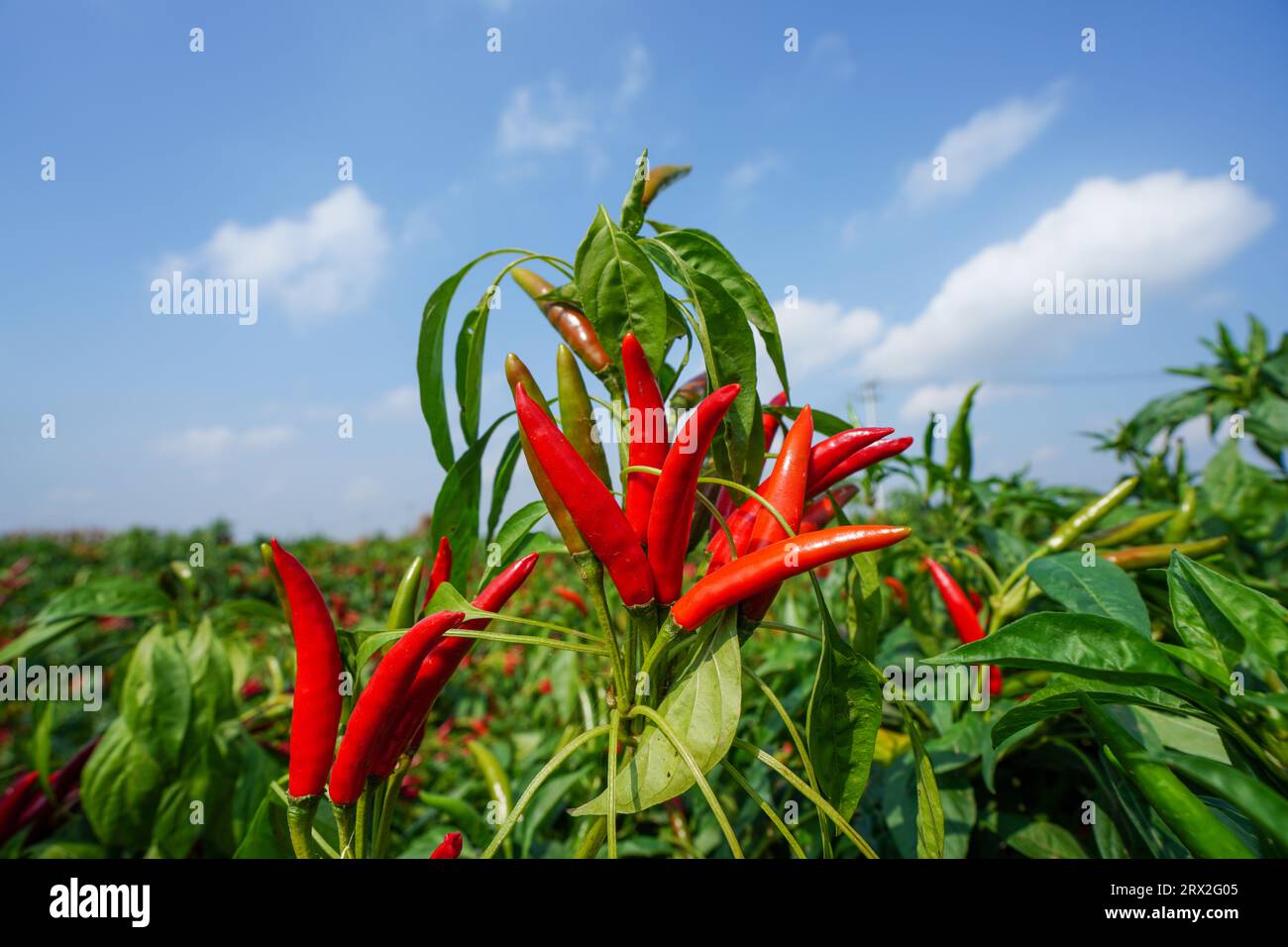 The vigorous growth of Wangtian pepper is in the farmland in North ...
