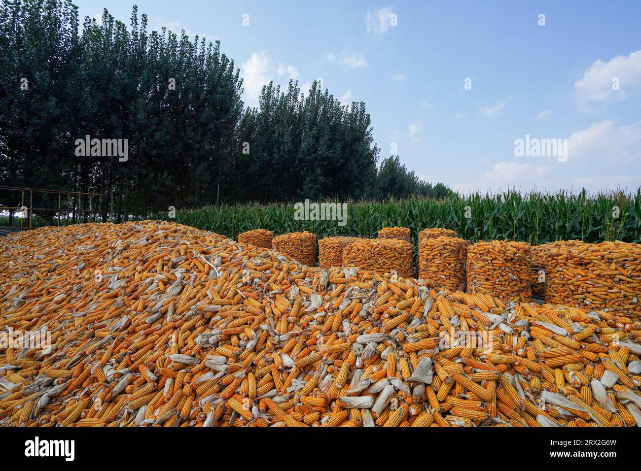 Dried corn piled together in North China Stock Photo - Alamy