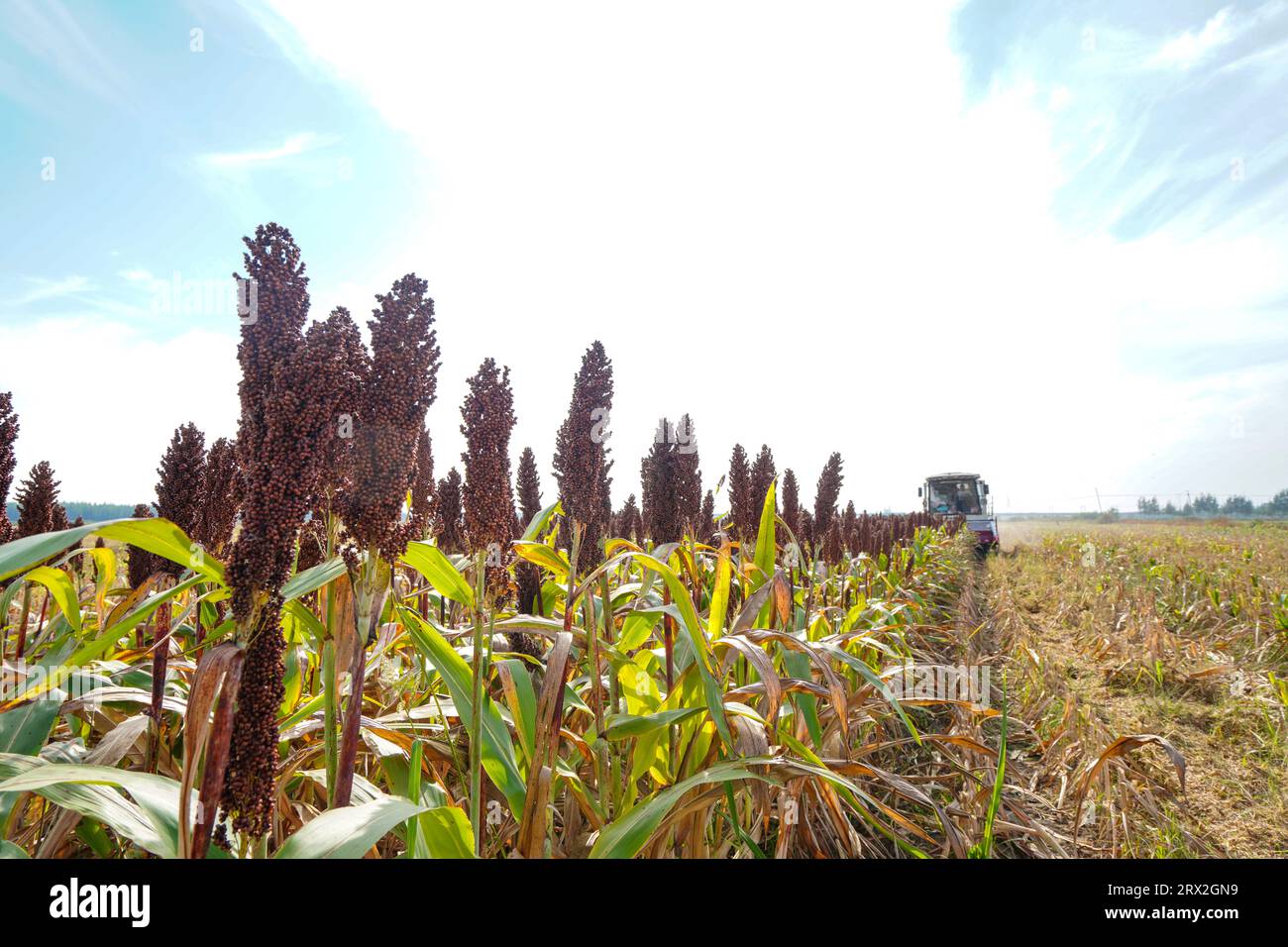 Mature growth sorghum hi-res stock photography and images - Alamy