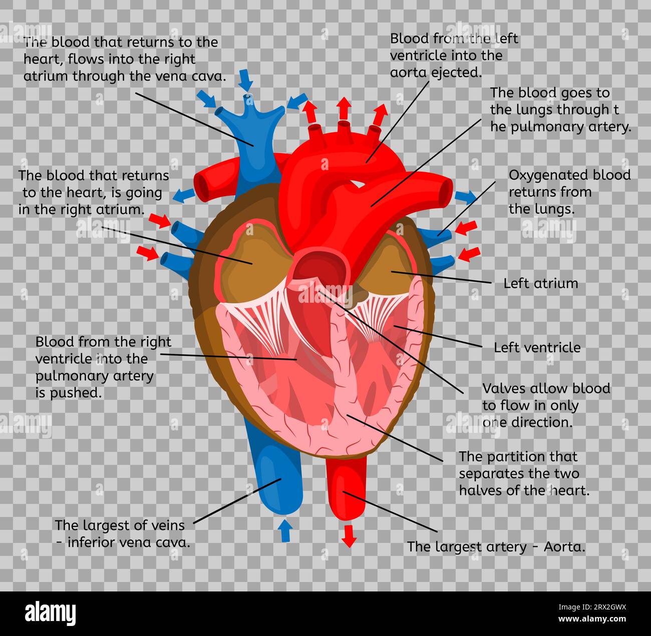 Heart of body in terms of animation structure isolated on a transparent ...