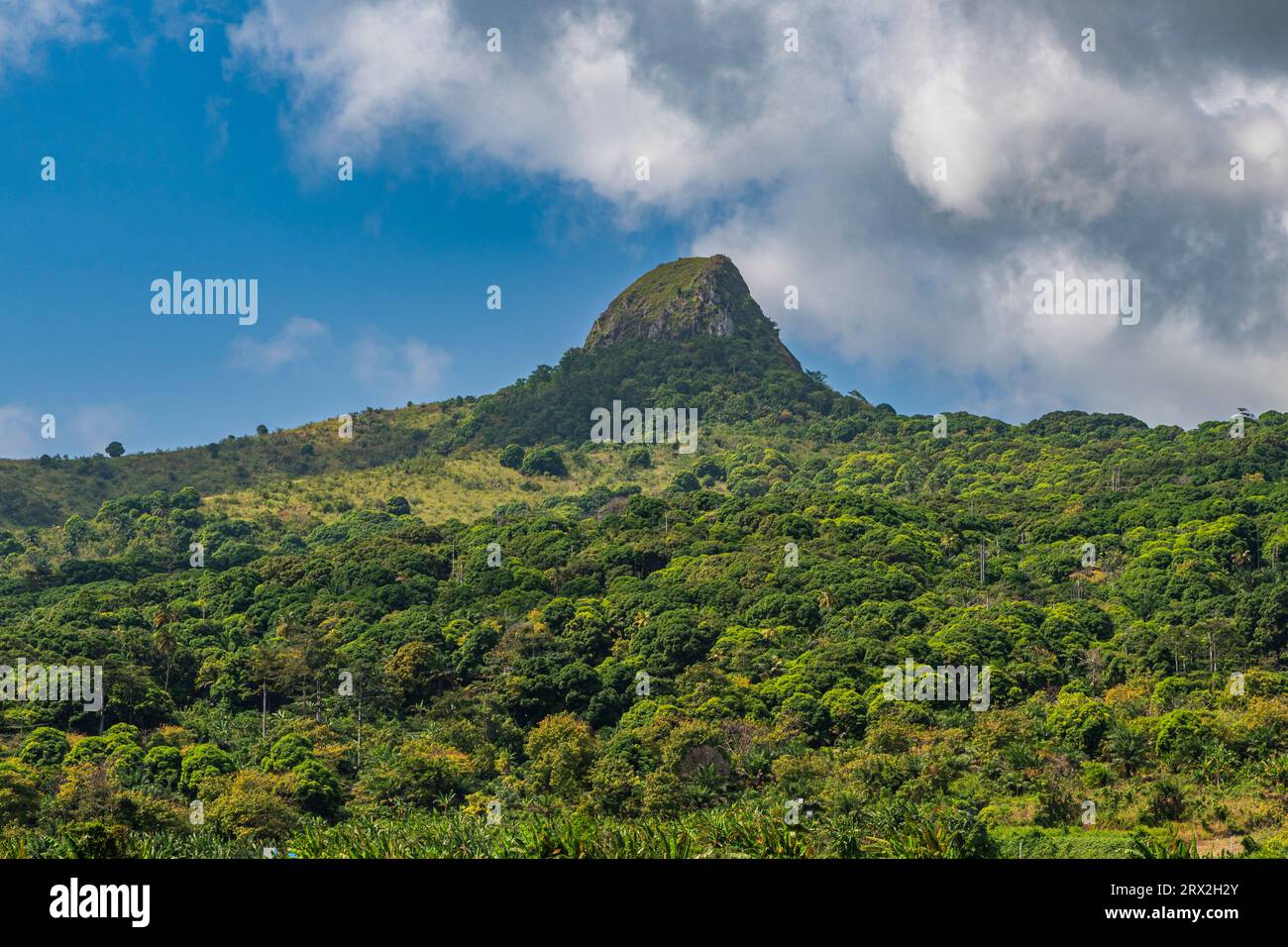 Equatorial forest africa hi-res stock photography and images - Alamy