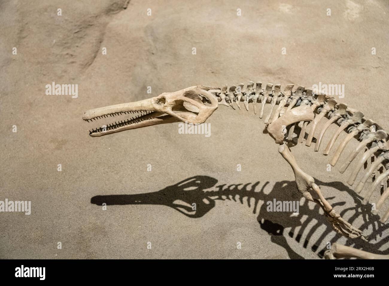 Fossilized skeleton of a dinosaur on display in a palaeontology museum ...