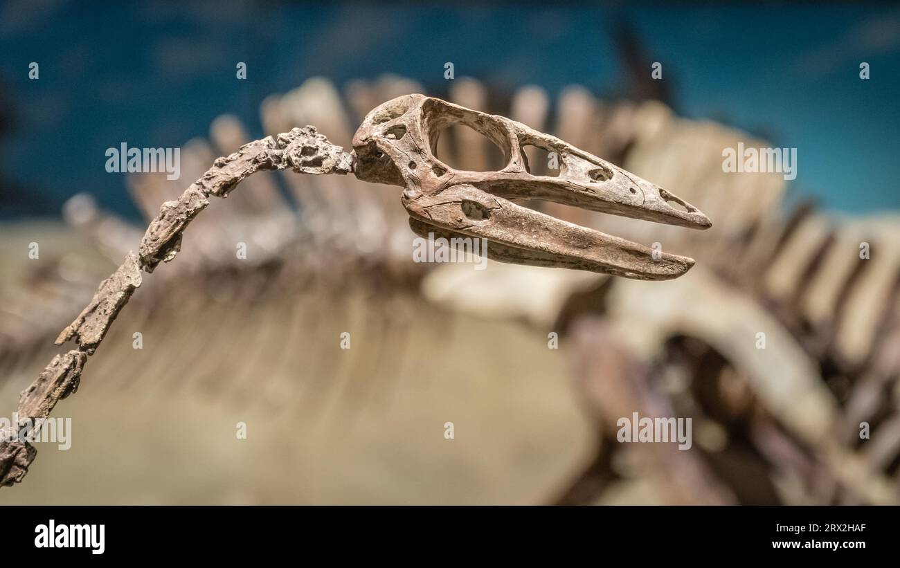 Fossilized skeleton of a dinosaur on display in a palaeontology museum ...