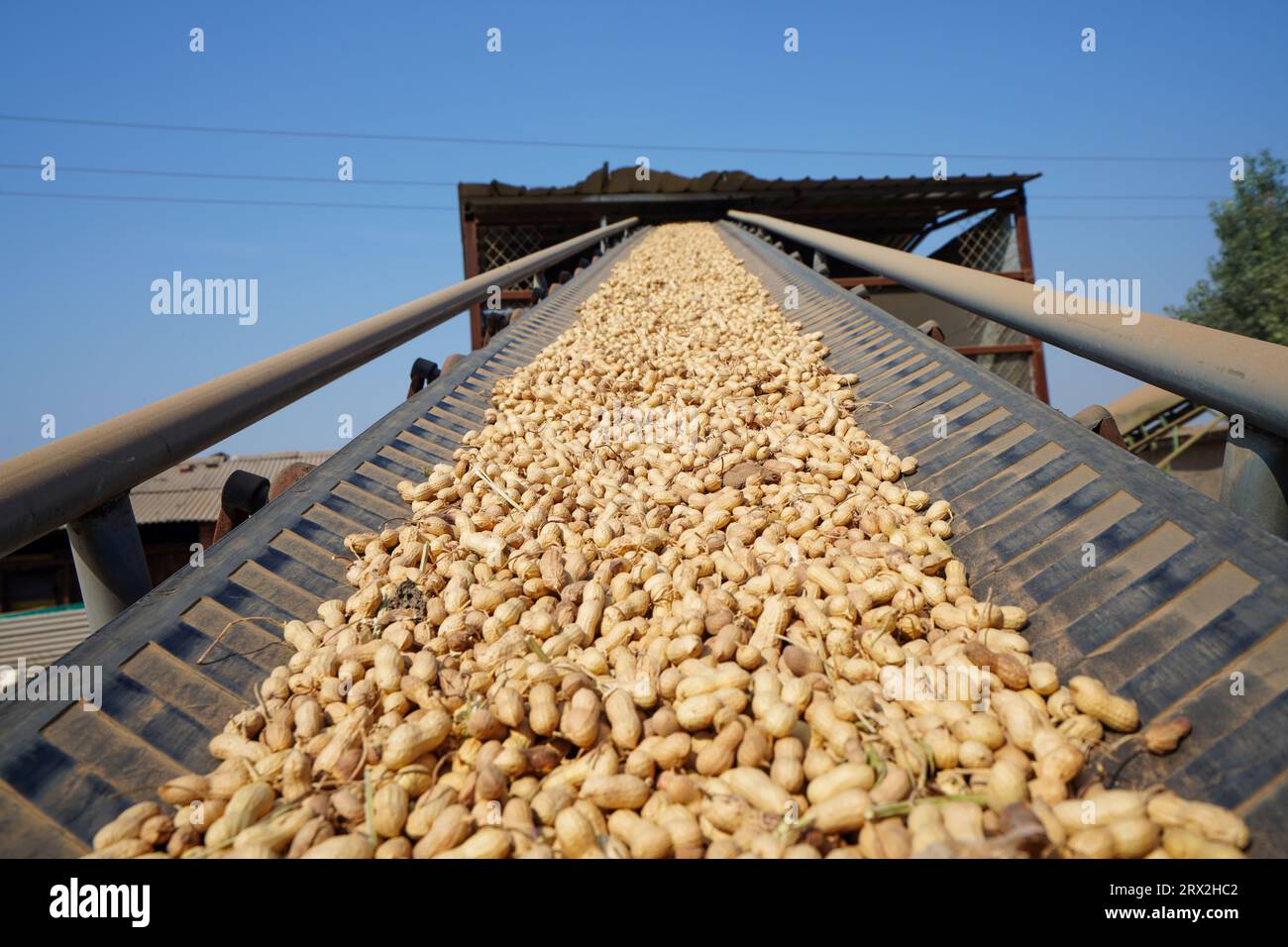 Peanuts are on the conveyor belt in a processing plant in North China ...