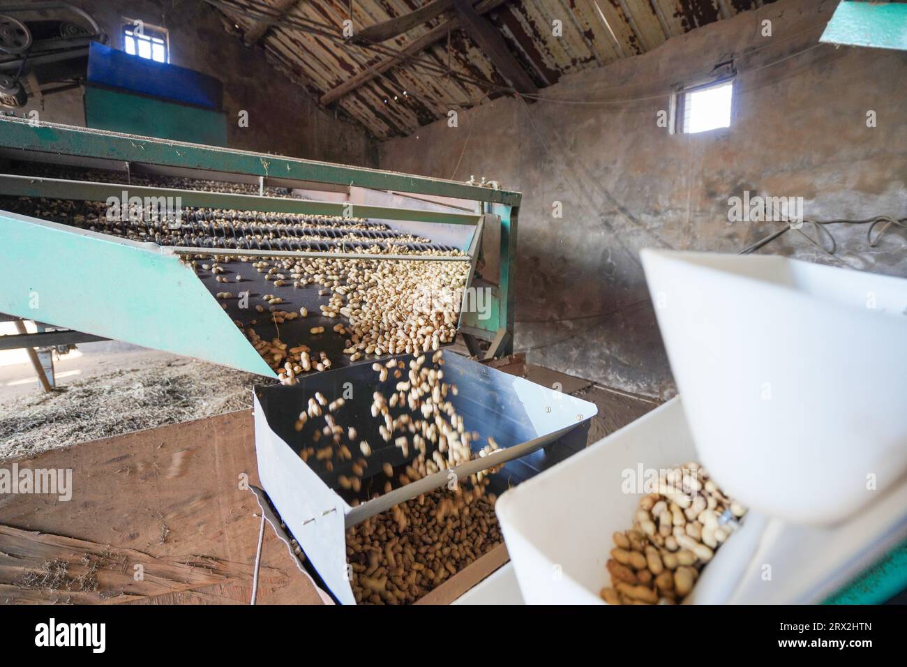 Farmers use agricultural machinery to process peanuts in a processing ...