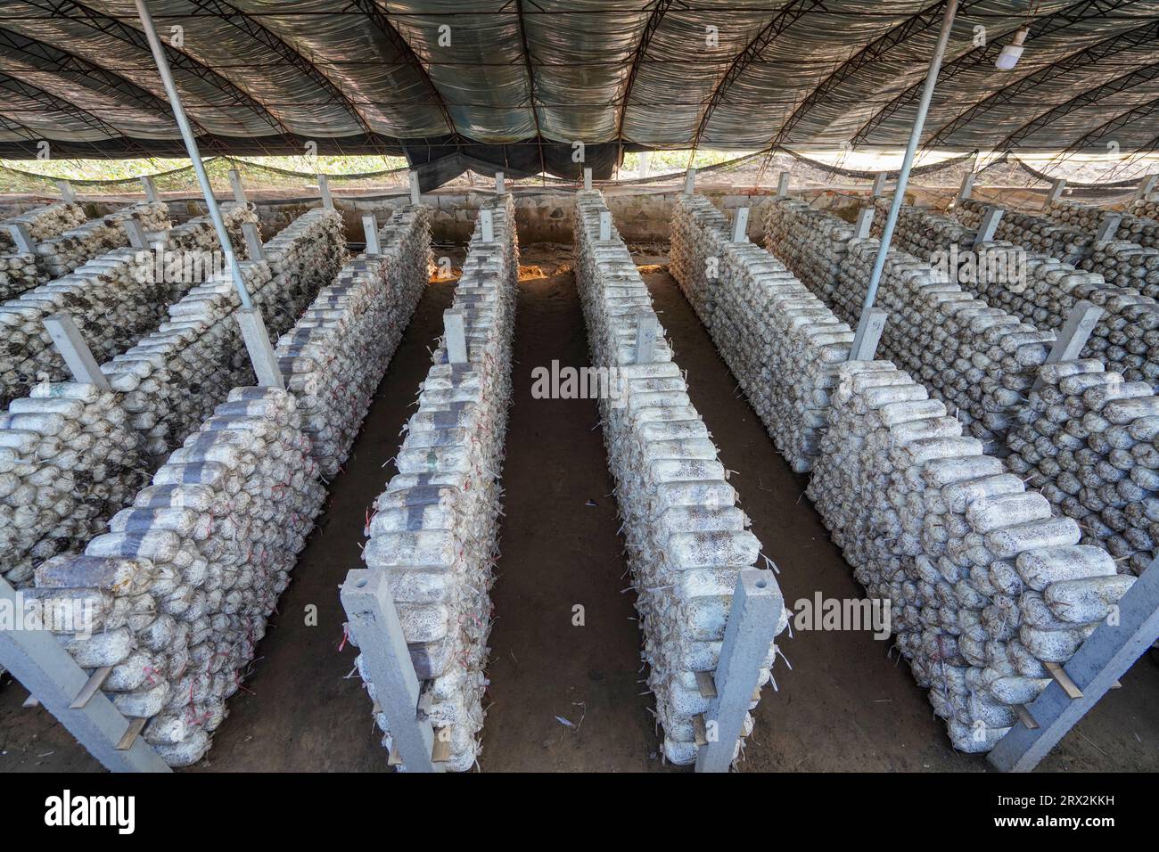 Edible mushroom cultivation greenhouse, North China Stock Photo - Alamy