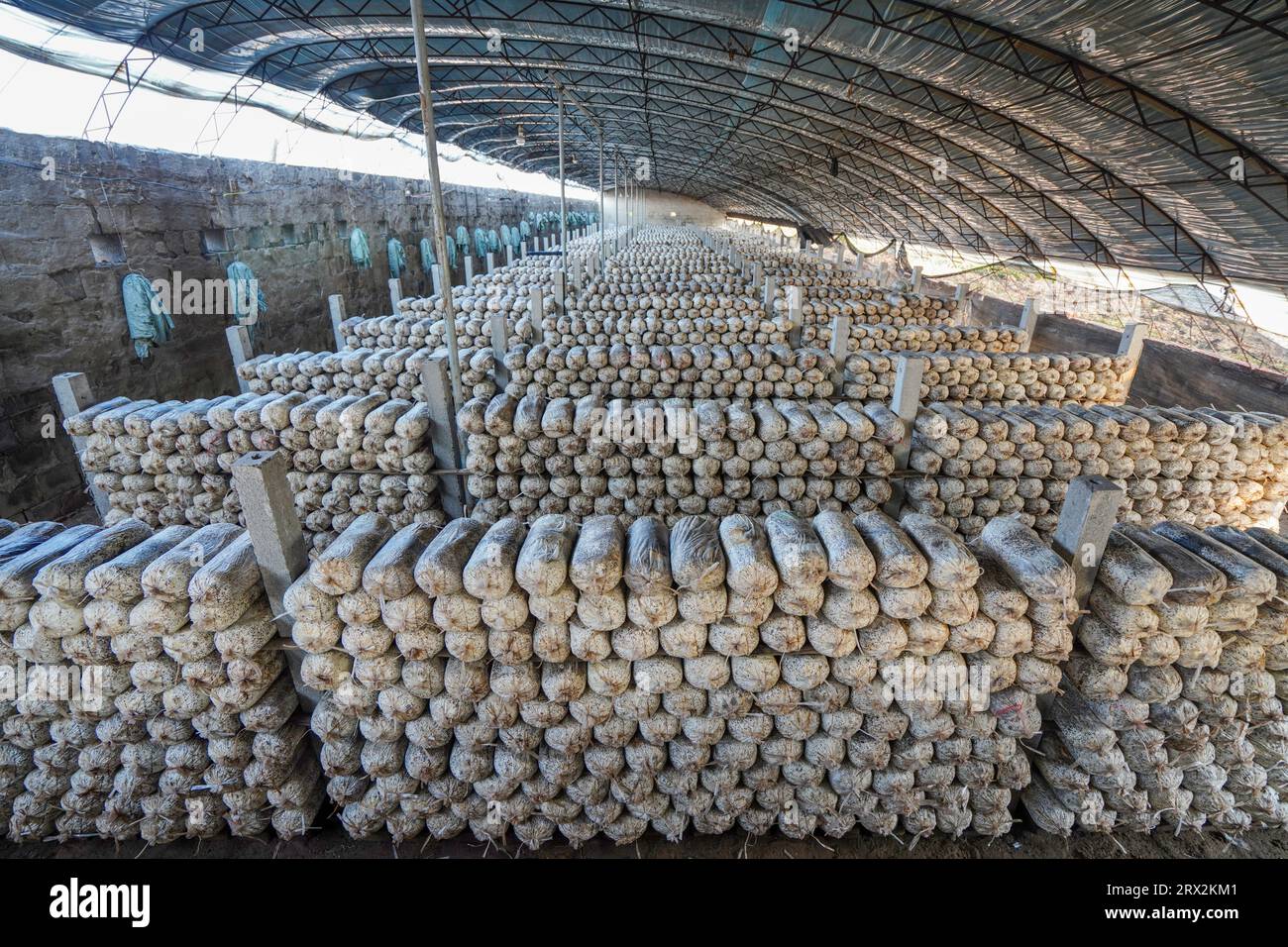 Edible mushroom cultivation greenhouse, North China Stock Photo - Alamy