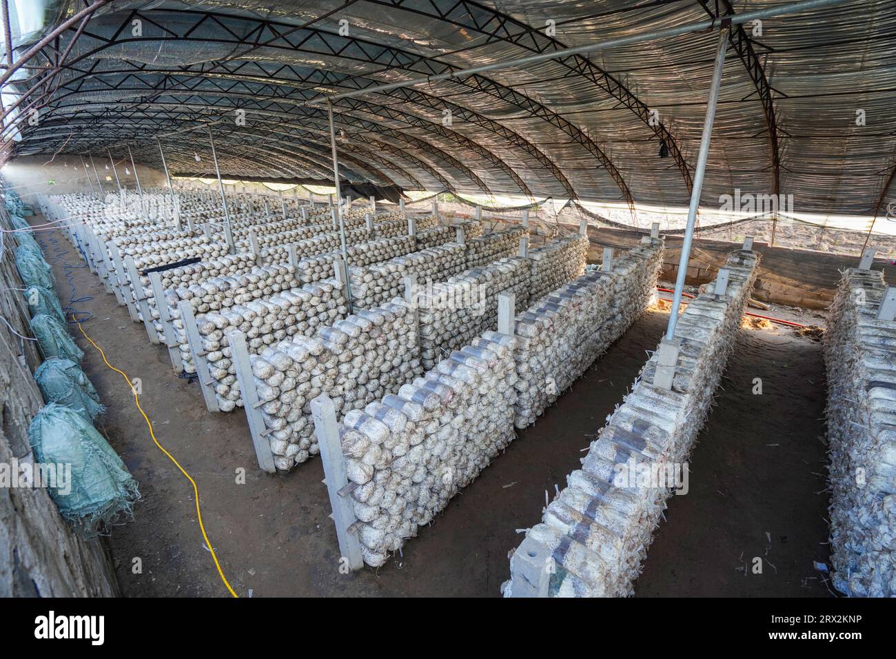 Edible mushroom cultivation greenhouse, North China Stock Photo - Alamy