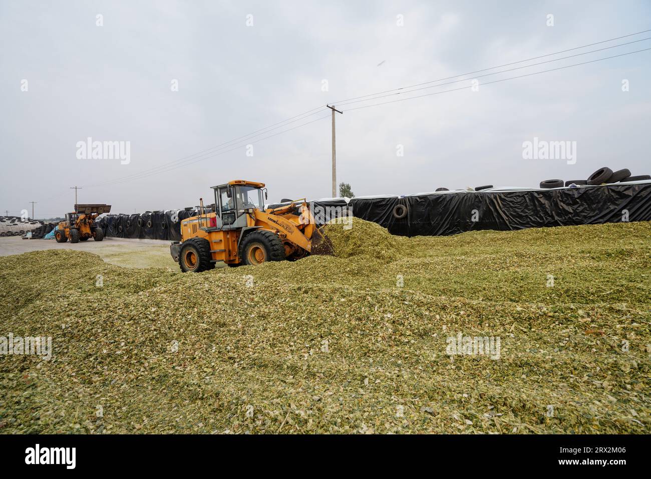 Cattle sorting hi-res stock photography and images - Alamy