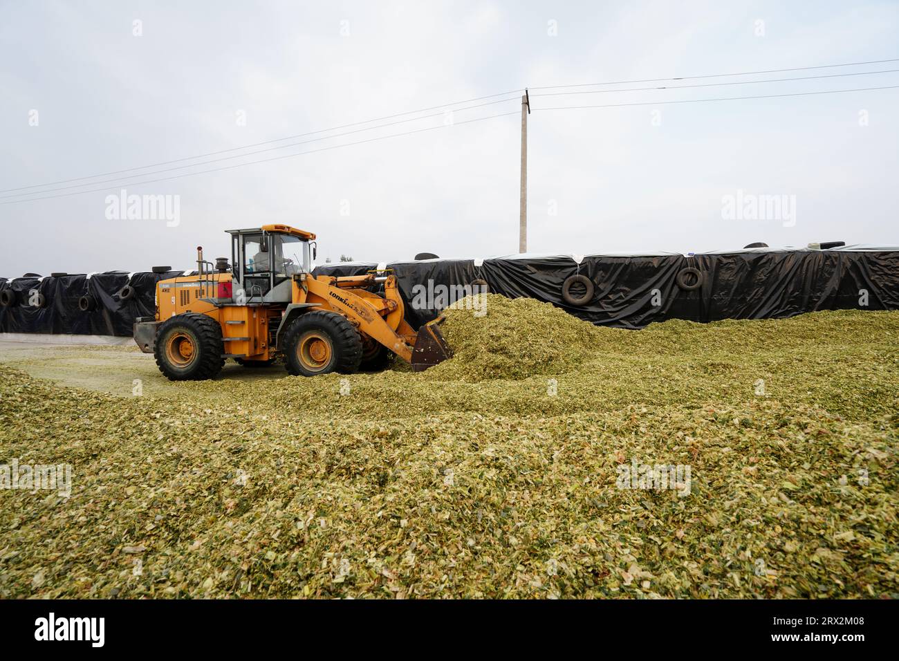 Cattle sorting hi-res stock photography and images - Alamy