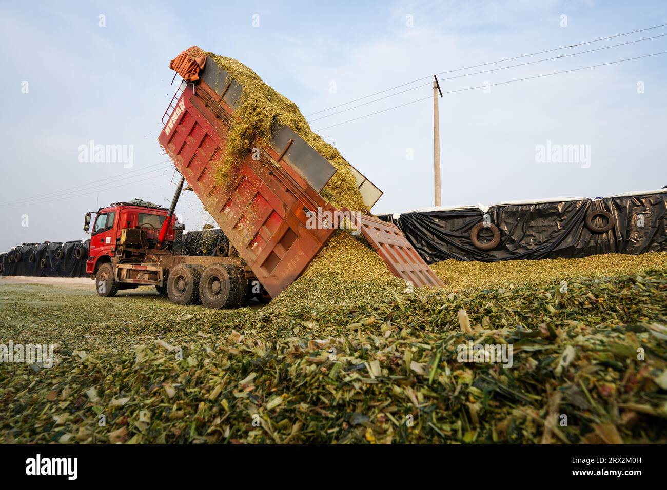 Luannan County, China - October 8, 2022: Heavy trucks are unloading ...