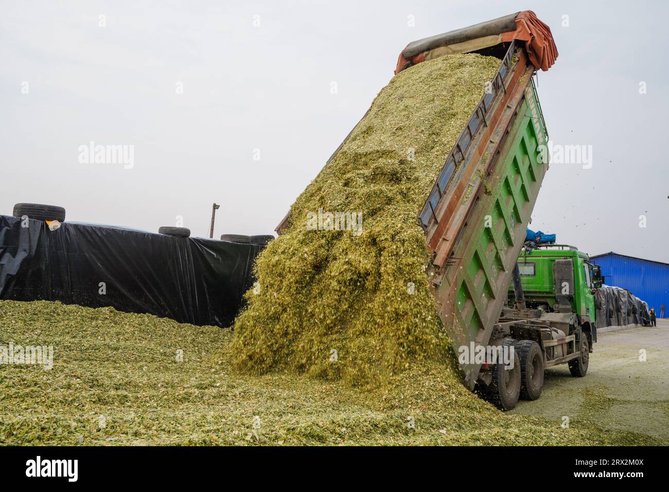 Luannan County, China - October 8, 2022: Heavy trucks are unloading ...