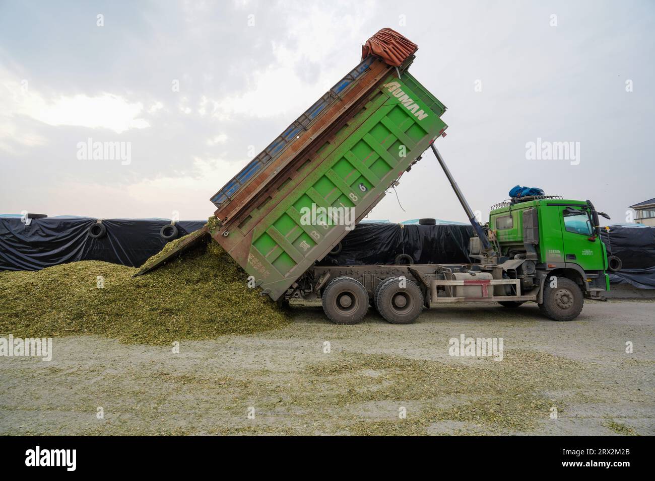 Luannan County, China - October 8, 2022: Heavy trucks are unloading ...