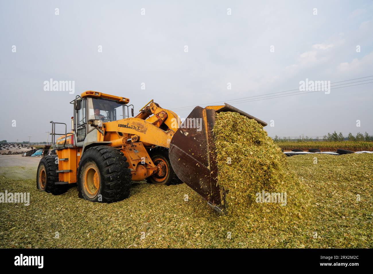 Cattle sorting hi-res stock photography and images - Alamy