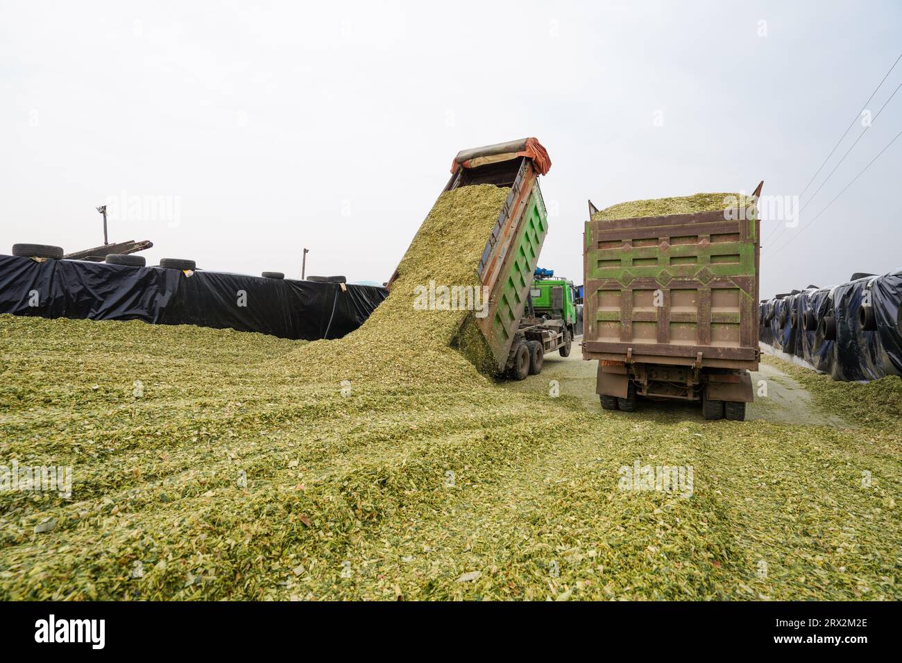 Luannan County, China - October 8, 2022: Heavy trucks are unloading ...