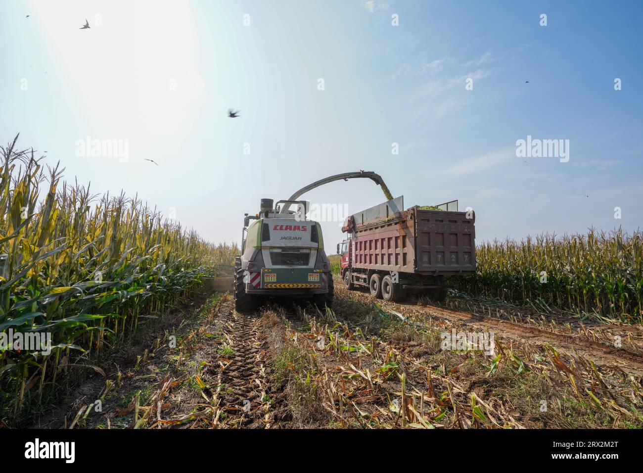 Luannan County, China - October 8, 2022: Farmers use large machinery to ...