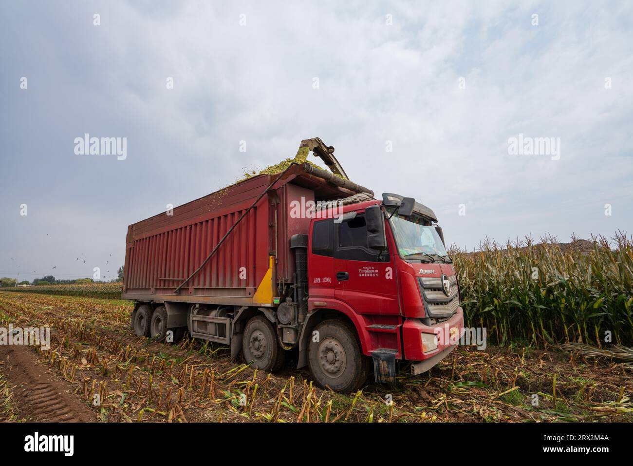 Luannan County, China - October 8, 2022: Farmers use heavy trucks to ...