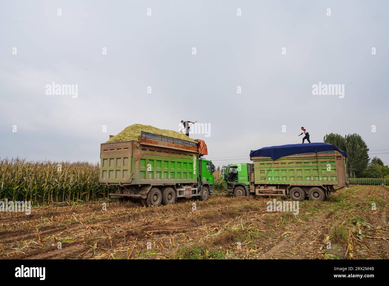 Luannan County, China - October 8, 2022: Farmers use heavy trucks to ...