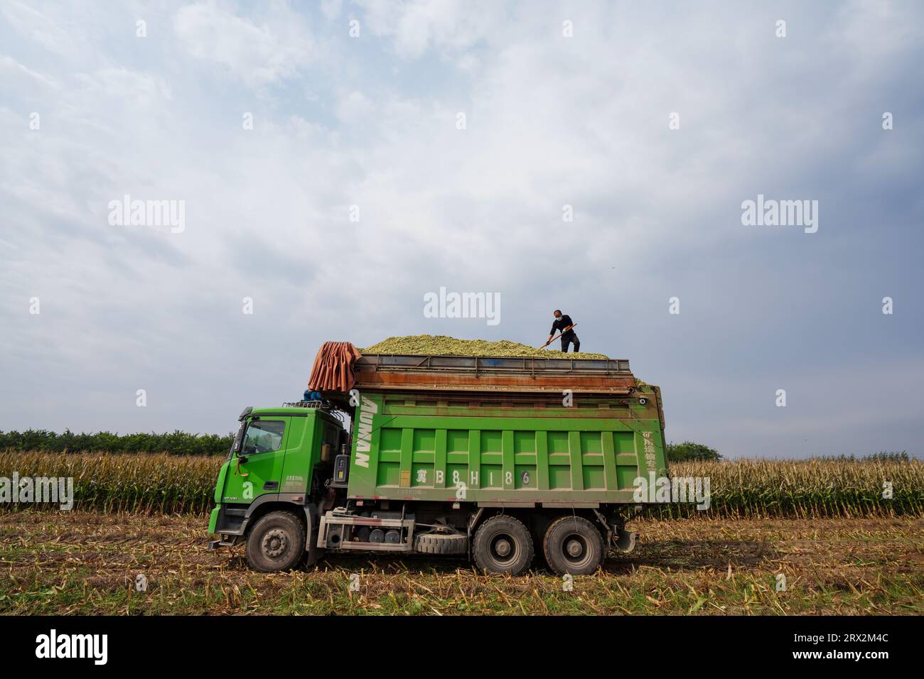 Luannan County, China - October 8, 2022: Farmers use heavy trucks to ...