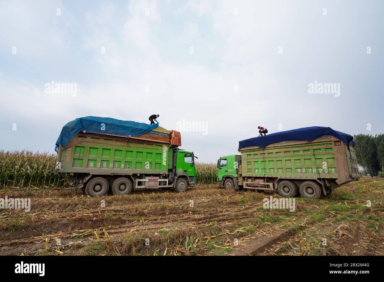 Luannan County, China - October 8, 2022: Farmers use heavy trucks to ...
