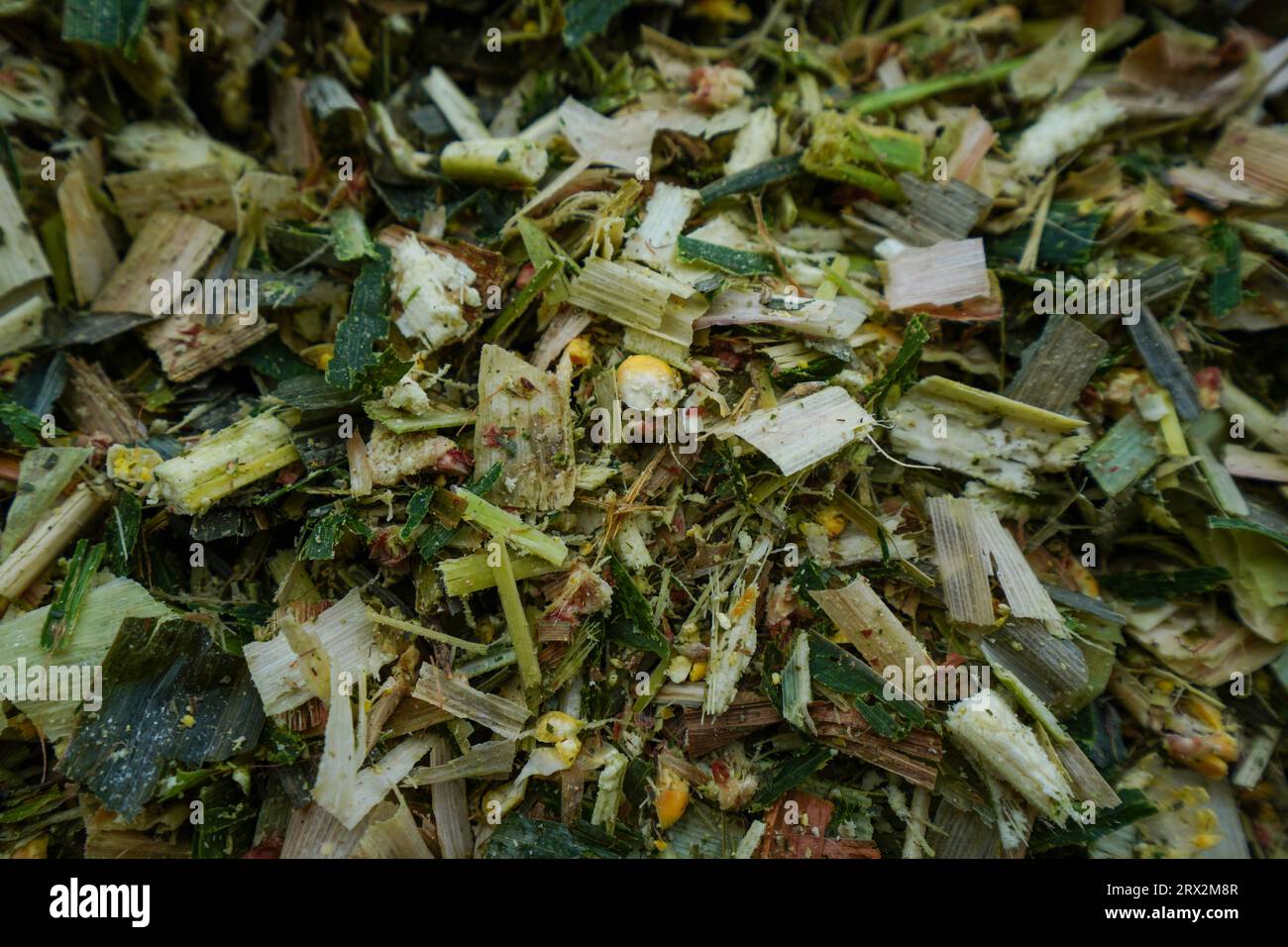 Close-up photo of corn silage, North China Stock Photo - Alamy