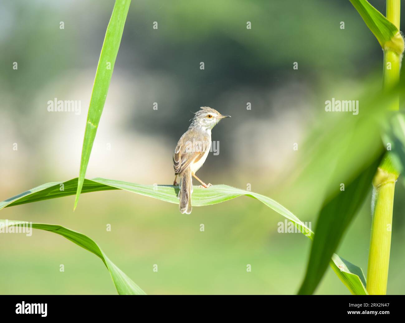 Biodiversity breeding hi-res stock photography and images - Alamy