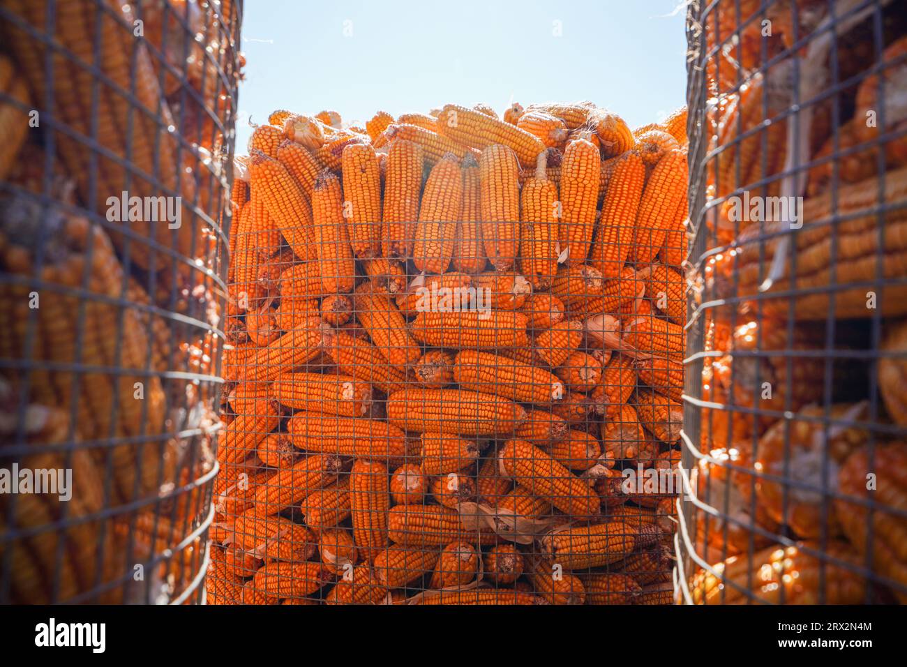 Golden corn in grain storage, North China Stock Photo - Alamy