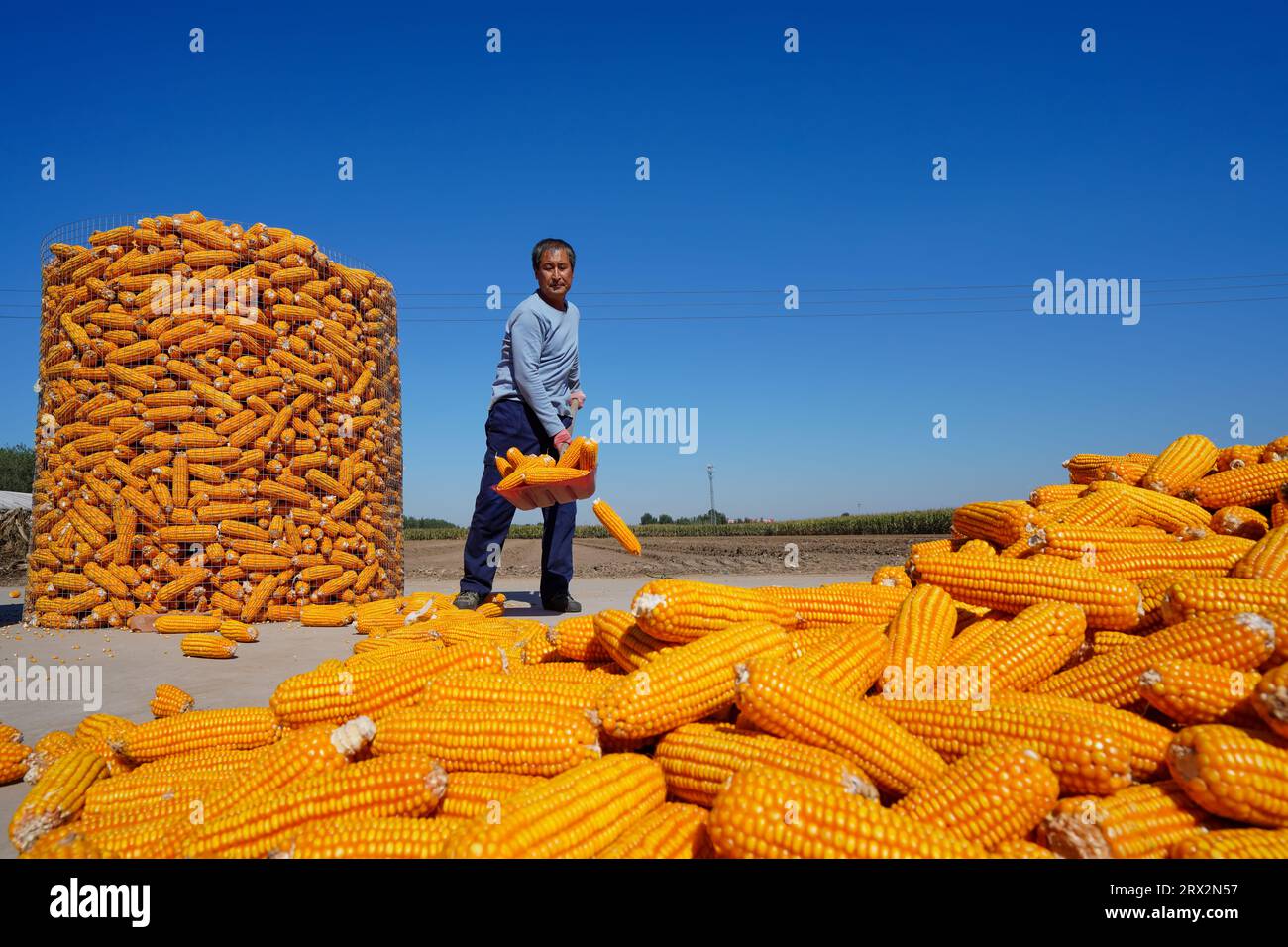 Luannan County, China - October 11, 2022: Farmers are drying golden ...