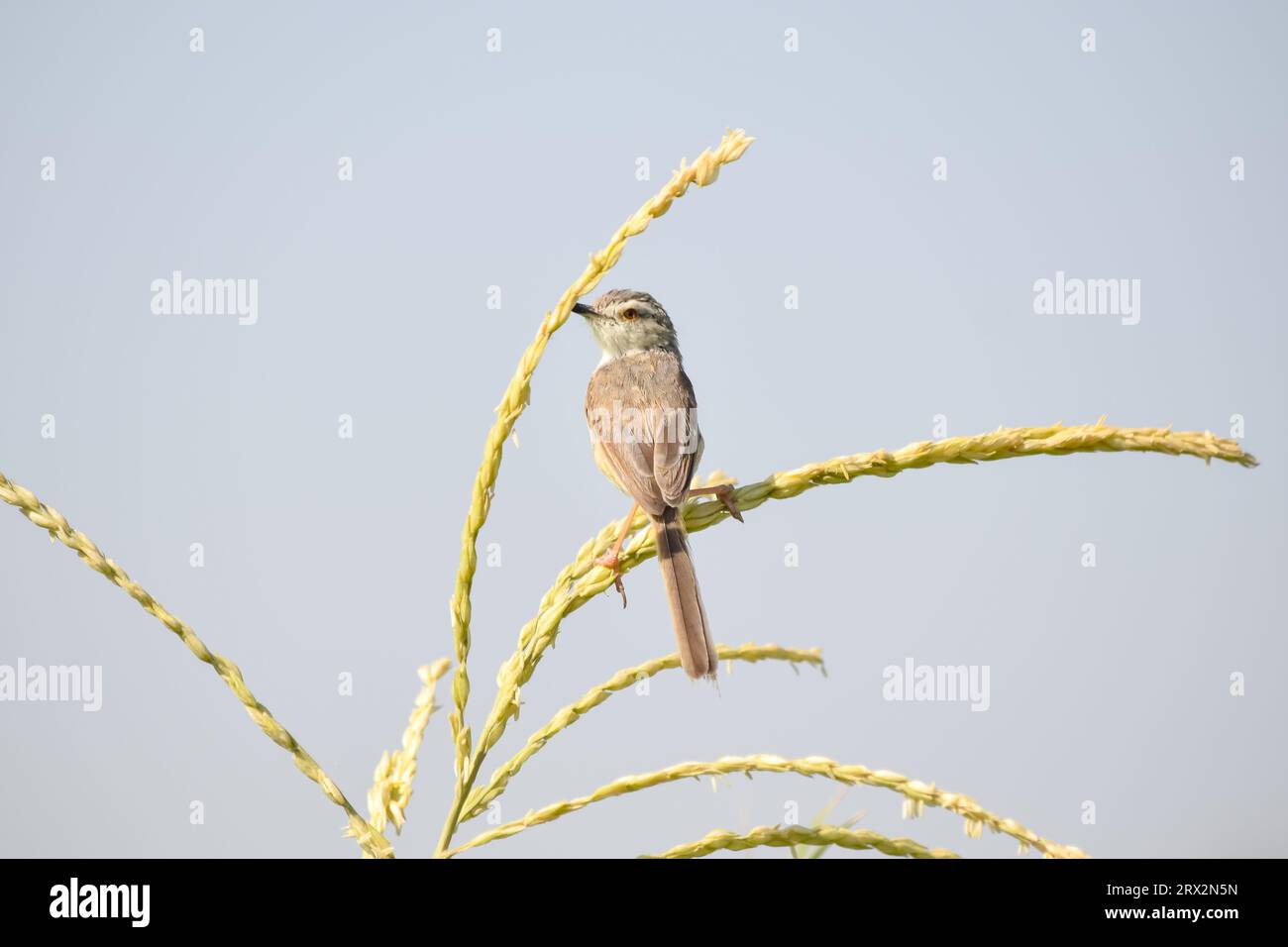 Close up of Ashy Prinia sitting on pearl millet corn. Ashy prinia or ...
