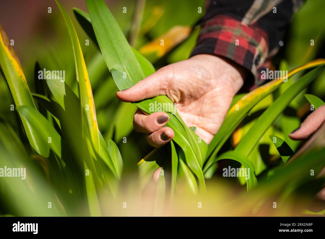 woman in agriculture looking at a soil sample. girl on a farm looking ...